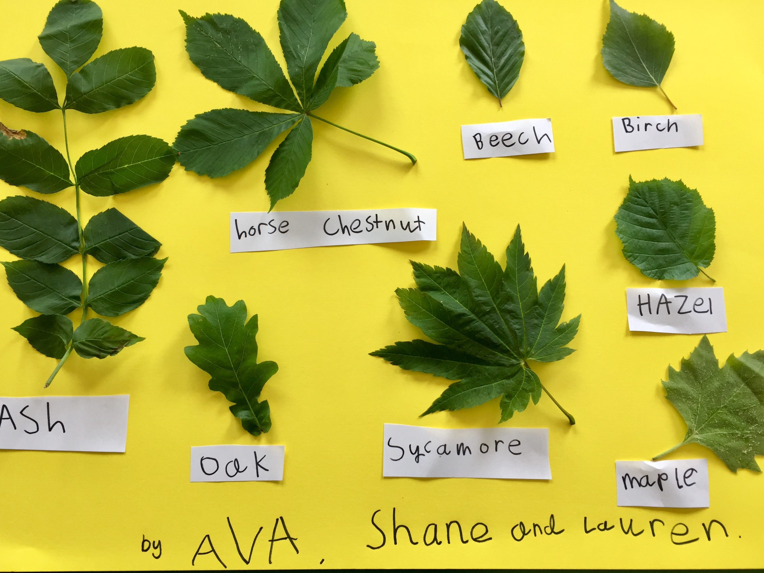 Science Day | Rathpeacon National School